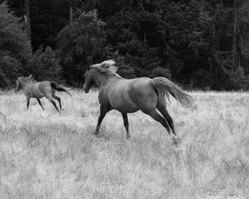 Point Reyes National Seashore – Cardelucci